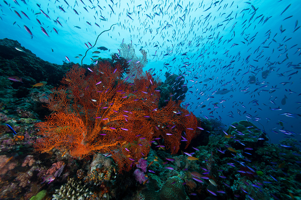 Great Barrier Reef für höchste Umweltauszeichnung nominiert
